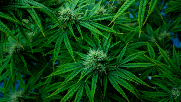 Sophisticated cannabis grow-houses found in Biche - 103.1FM